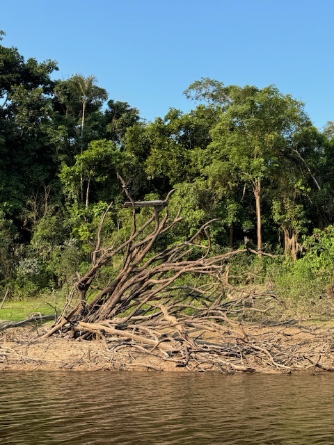 Floating Down the Amazon - Pat's Place